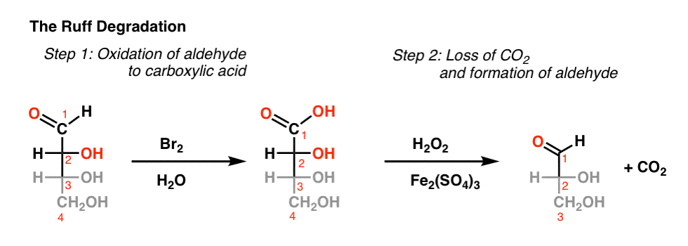 The Ruff Degradation and the Kiliani Fischer Synthesis