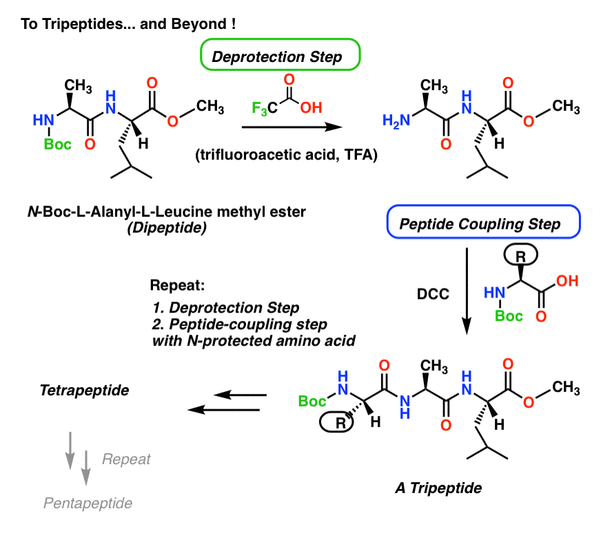 Synthesis of Peptides – Master Organic Chemistry