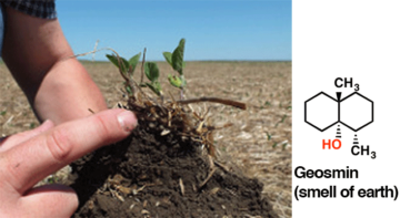 A Gallery of Some Interesting Molecules From Nature